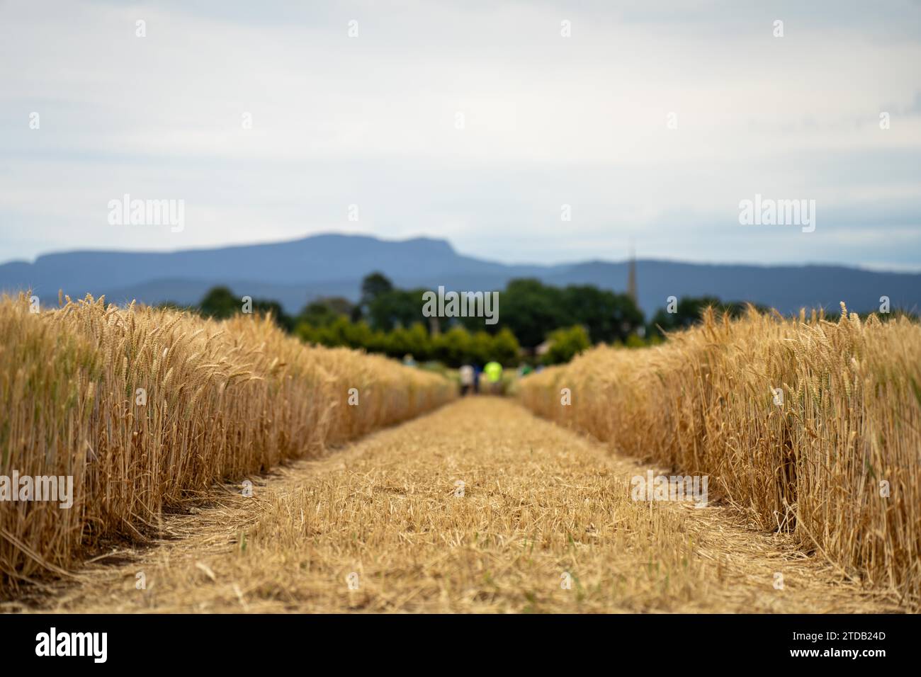 farming landscape of a wheat crop in australia in summer Stock Photo ...