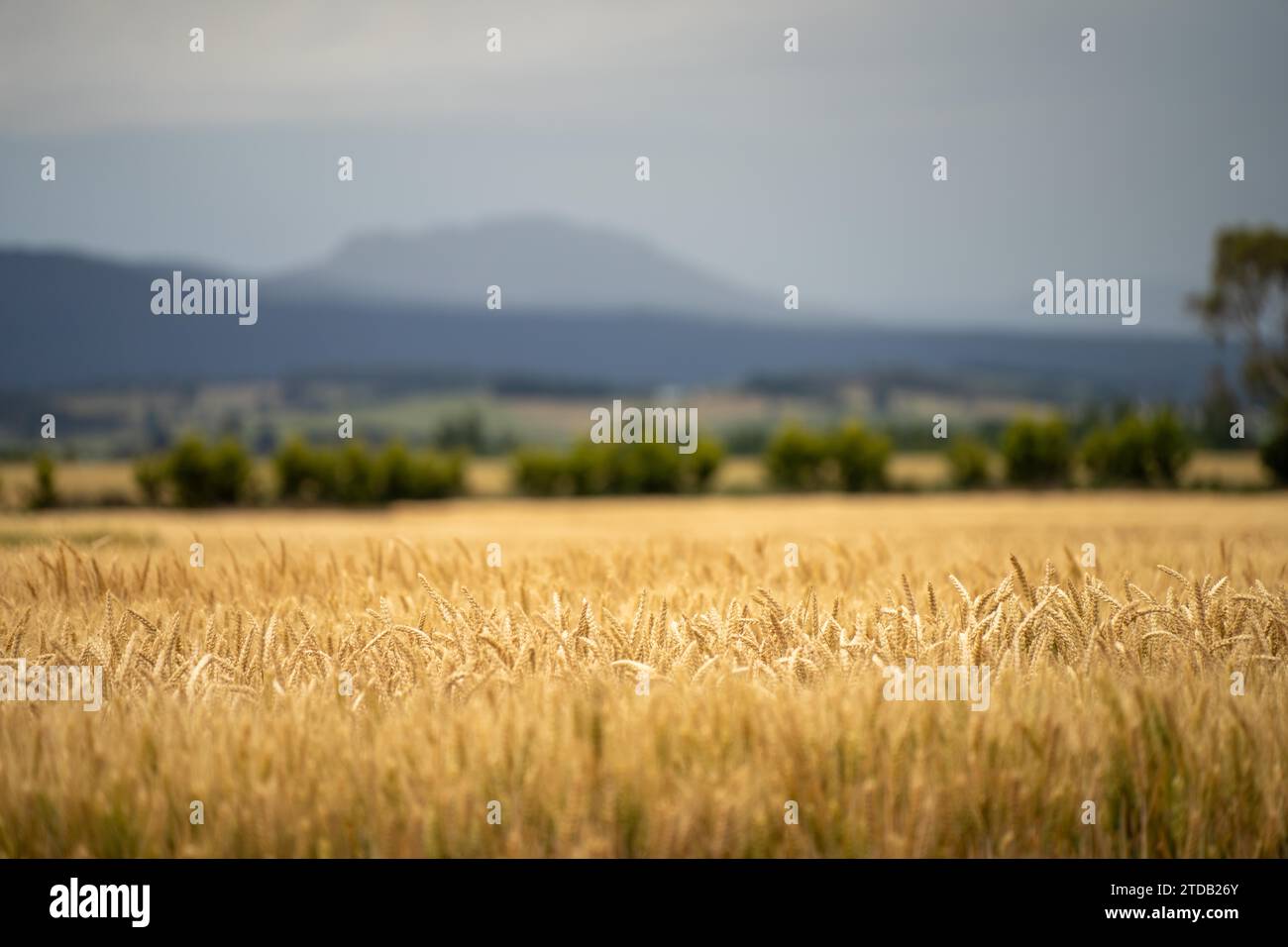 wheat grain crop in a field in a farm growing in rows. growing a crop ...