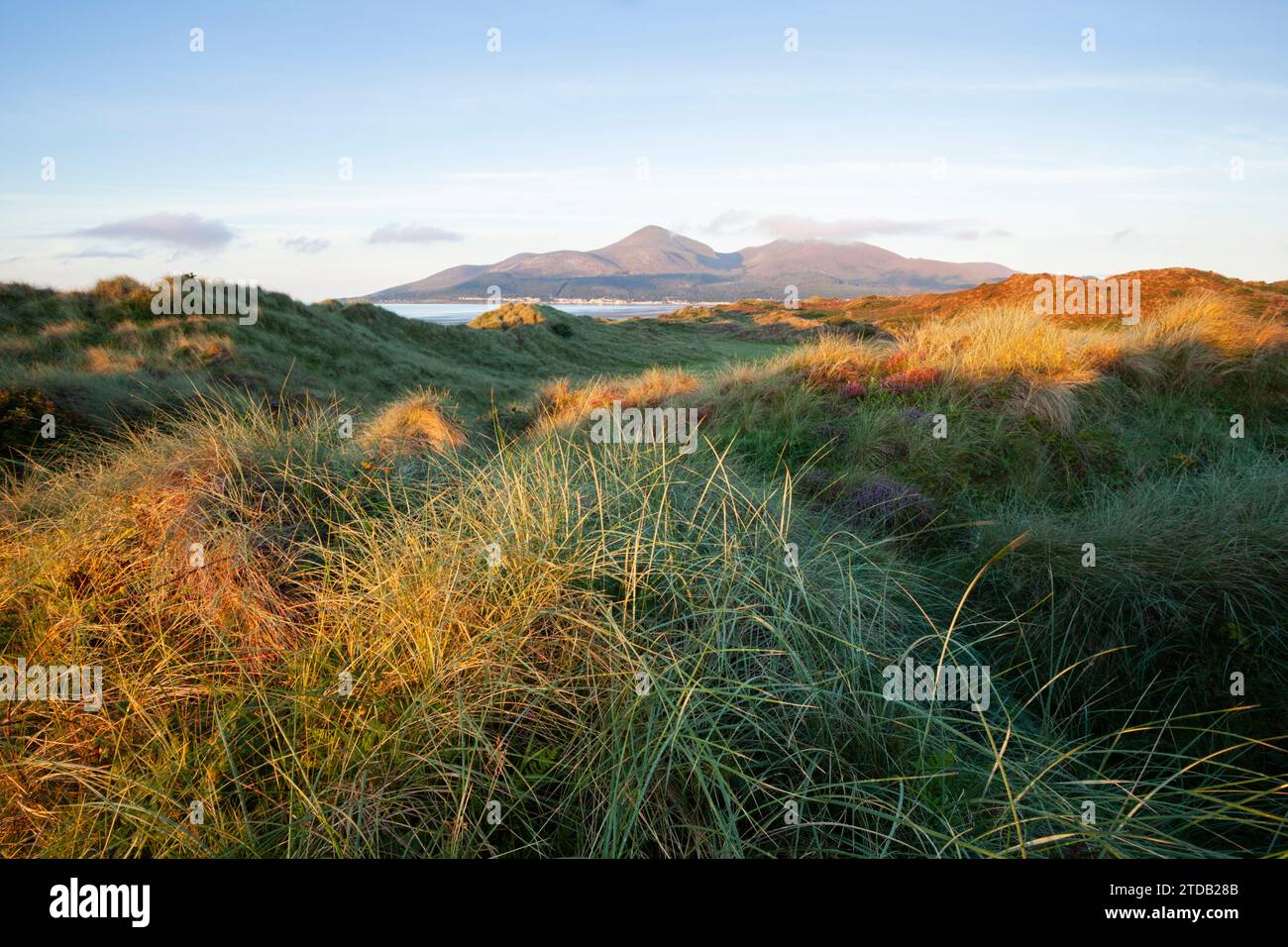 The Mourne Mountains seen from Murlough National Nature Reserve ...
