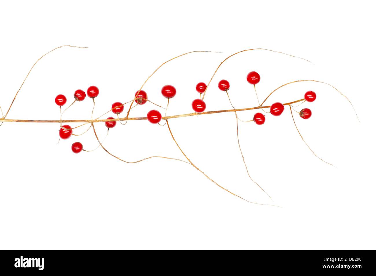 red berries on dry stem isolated on white Stock Photo - Alamy