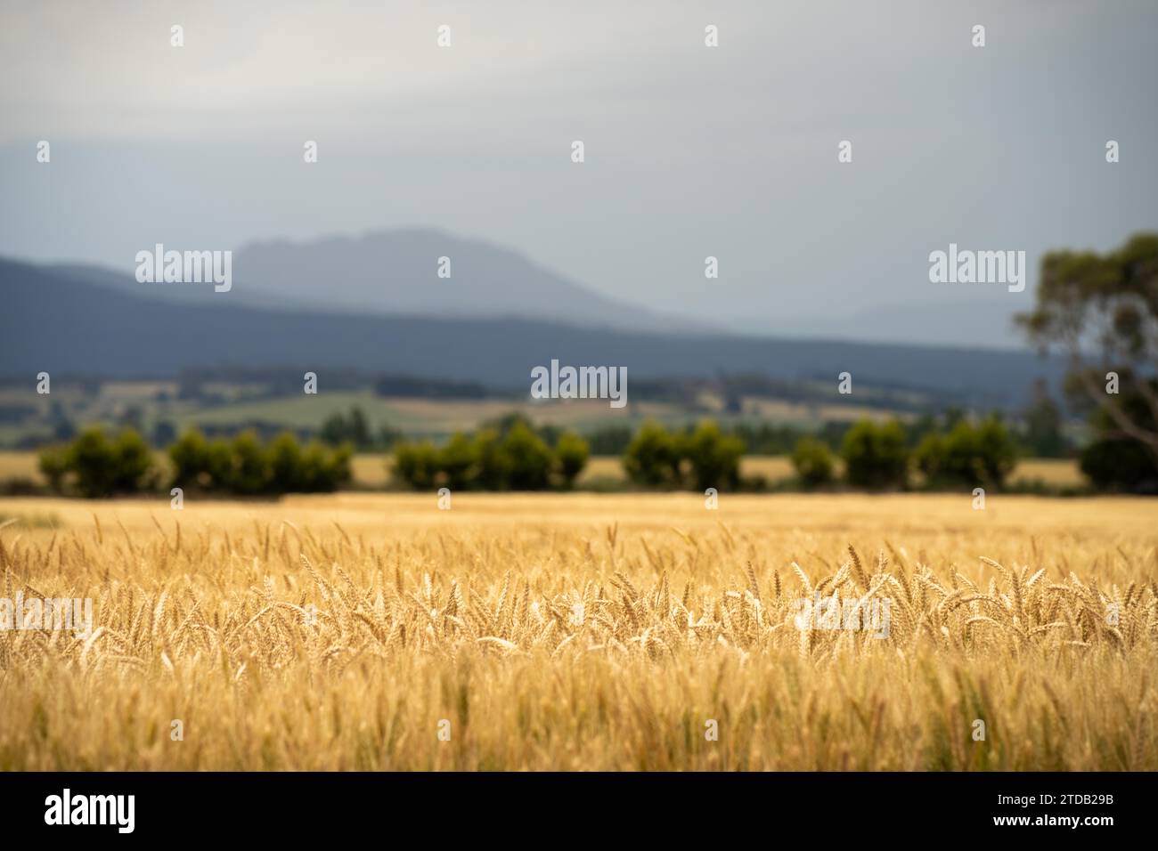 wheat grain crop in a field in a farm growing in rows. growing a crop ...