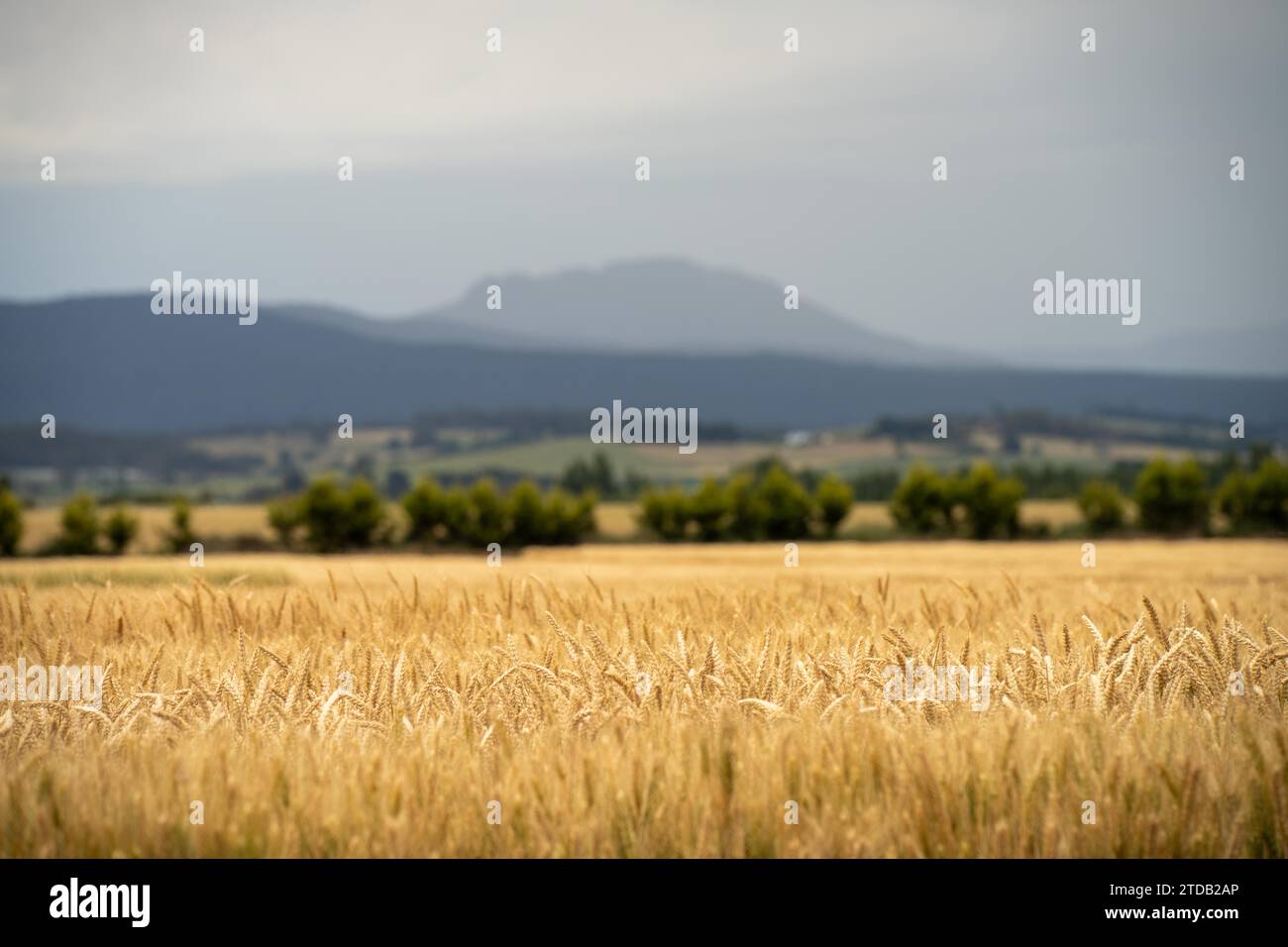 beautiful farming landscape of wheat fields and crops growing Stock ...