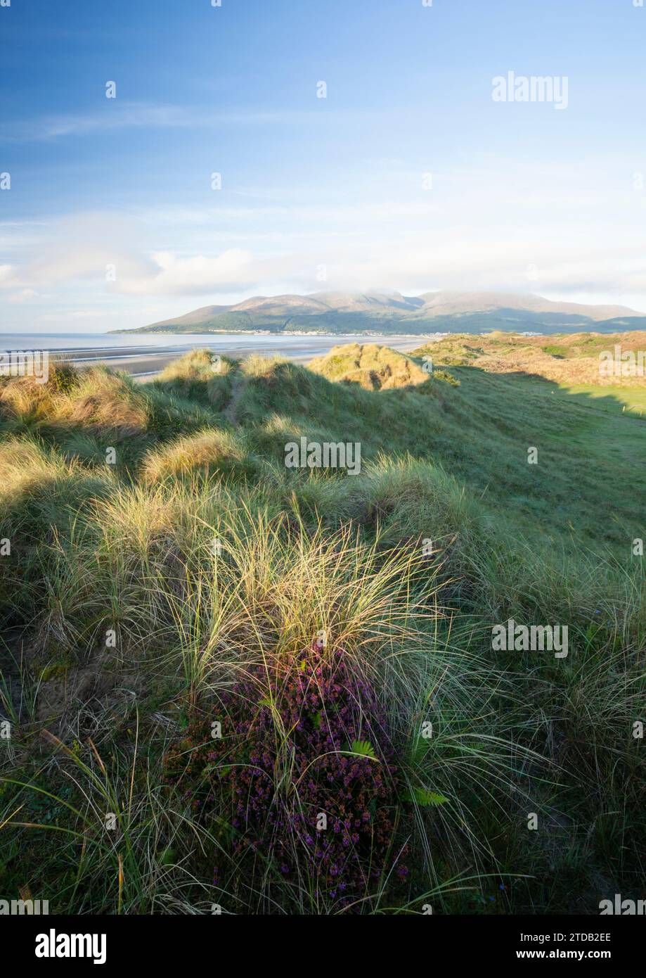 The Mourne Mountains seen from Murlough National Nature Reserve ...