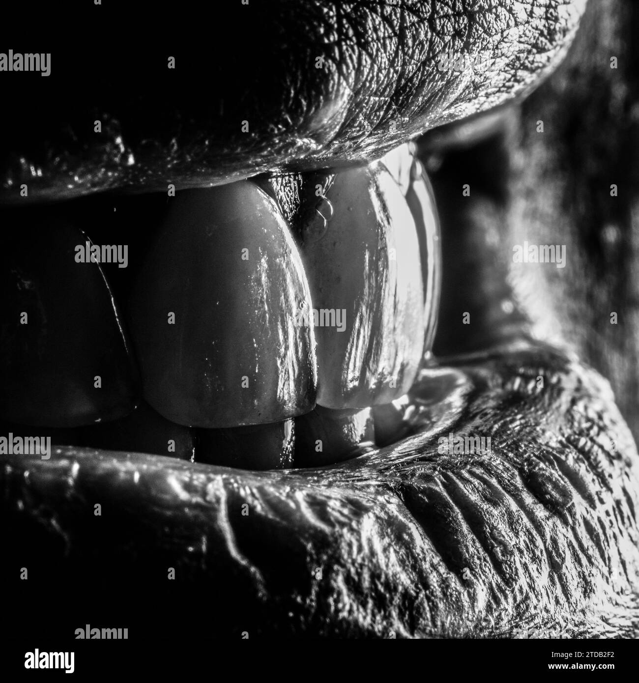 Crowns for teeth Black and White Stock Photos & Images - Alamy