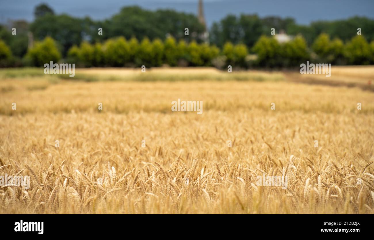 Crop rows of wheat and barley plants showing Agriculture growth and ...
