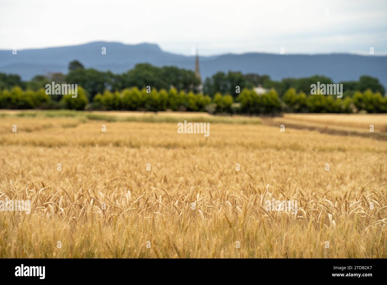 beautiful farming landscape of wheat fields and crops growing Stock ...