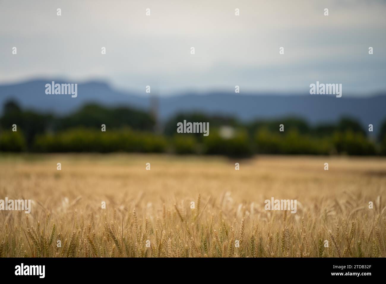 wheat grain crop in a field in a farm growing in rows. growing a crop ...