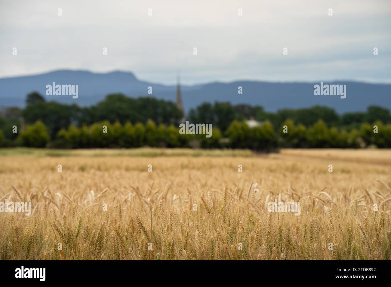 Crop rows of wheat and barley plants showing Agriculture growth and ...