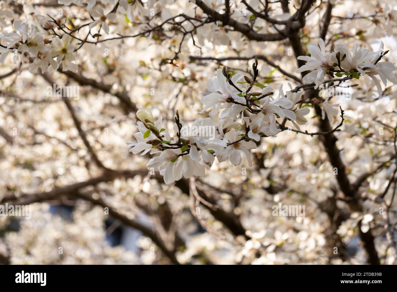 The abundant flowering of magnolia cobus (Magnolia kobus DC.) Natural ...