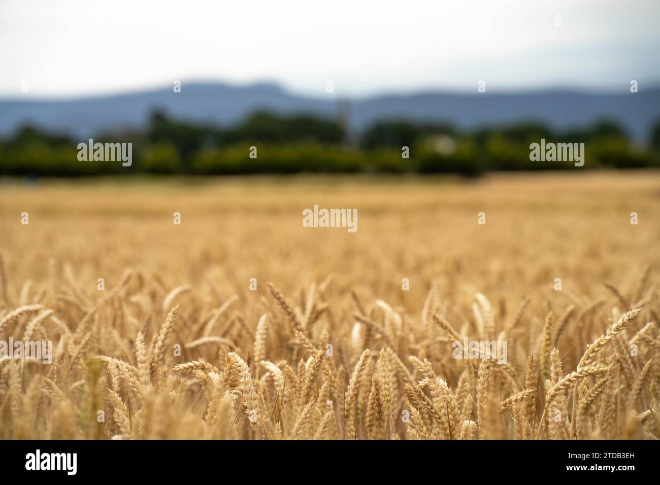 wheat grain crop in a field in a farm growing in rows. growing a crop ...