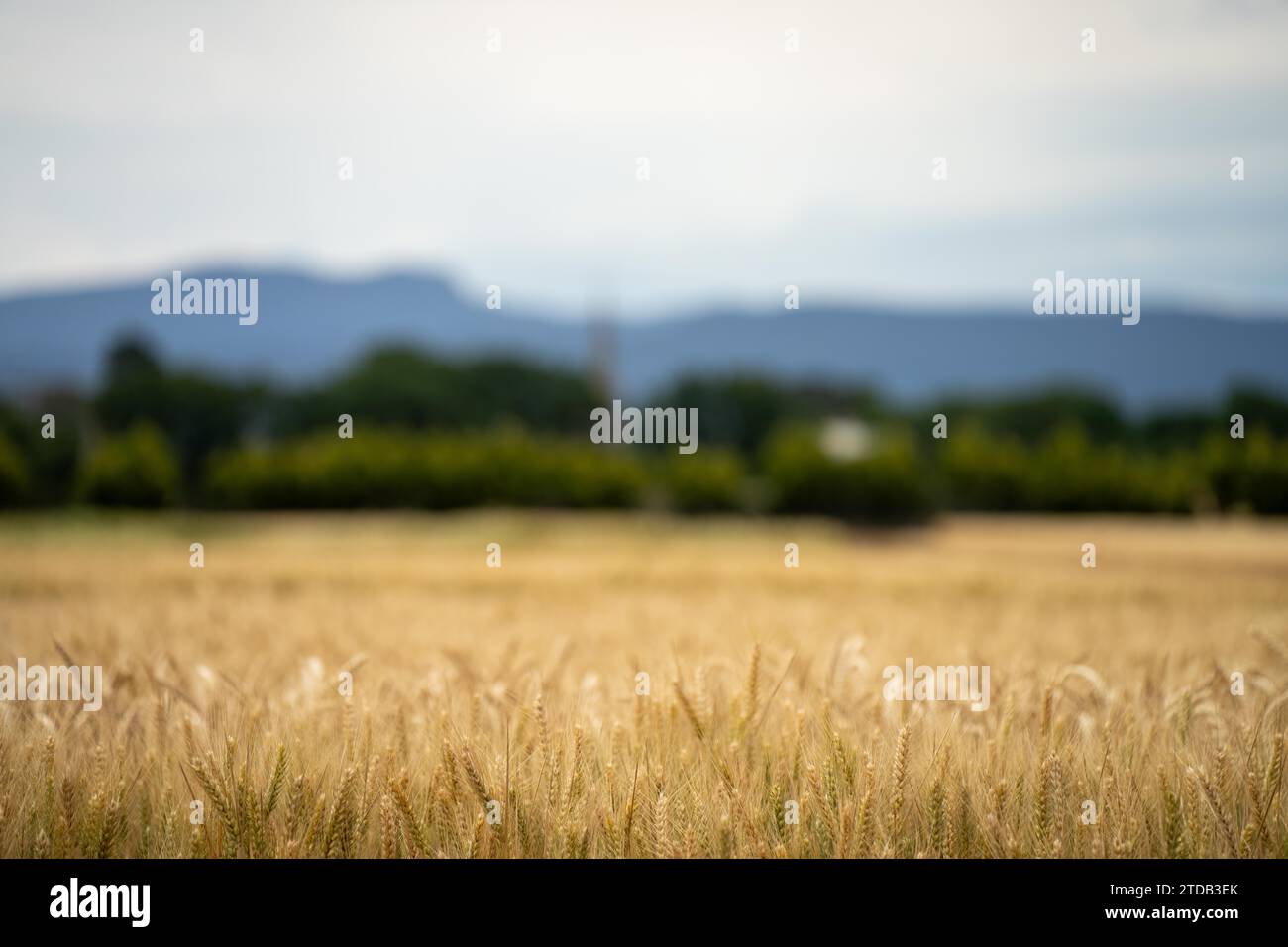 beautiful farming landscape of wheat fields and crops growing Stock ...