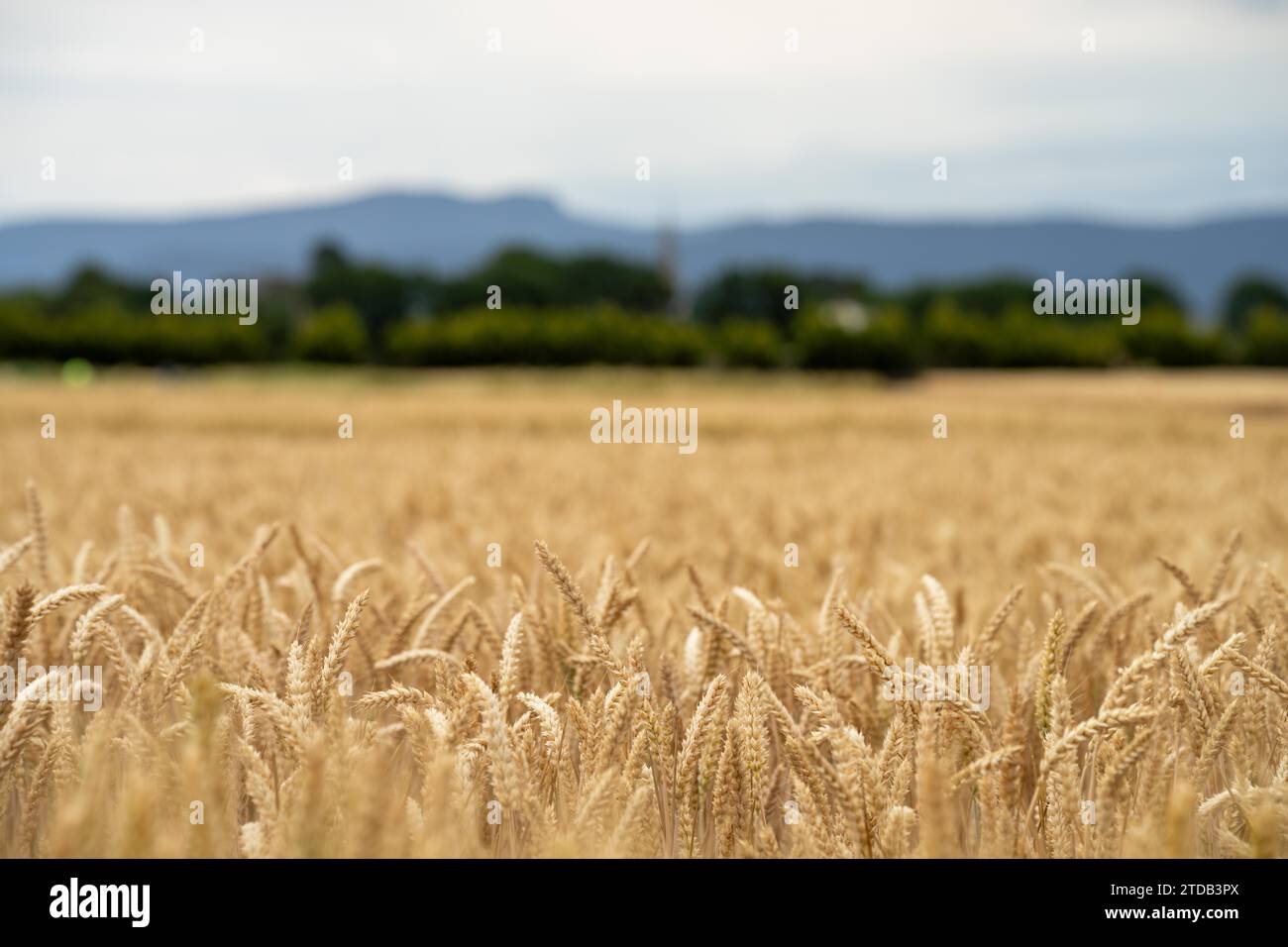 Mono cropping hi-res stock photography and images - Alamy