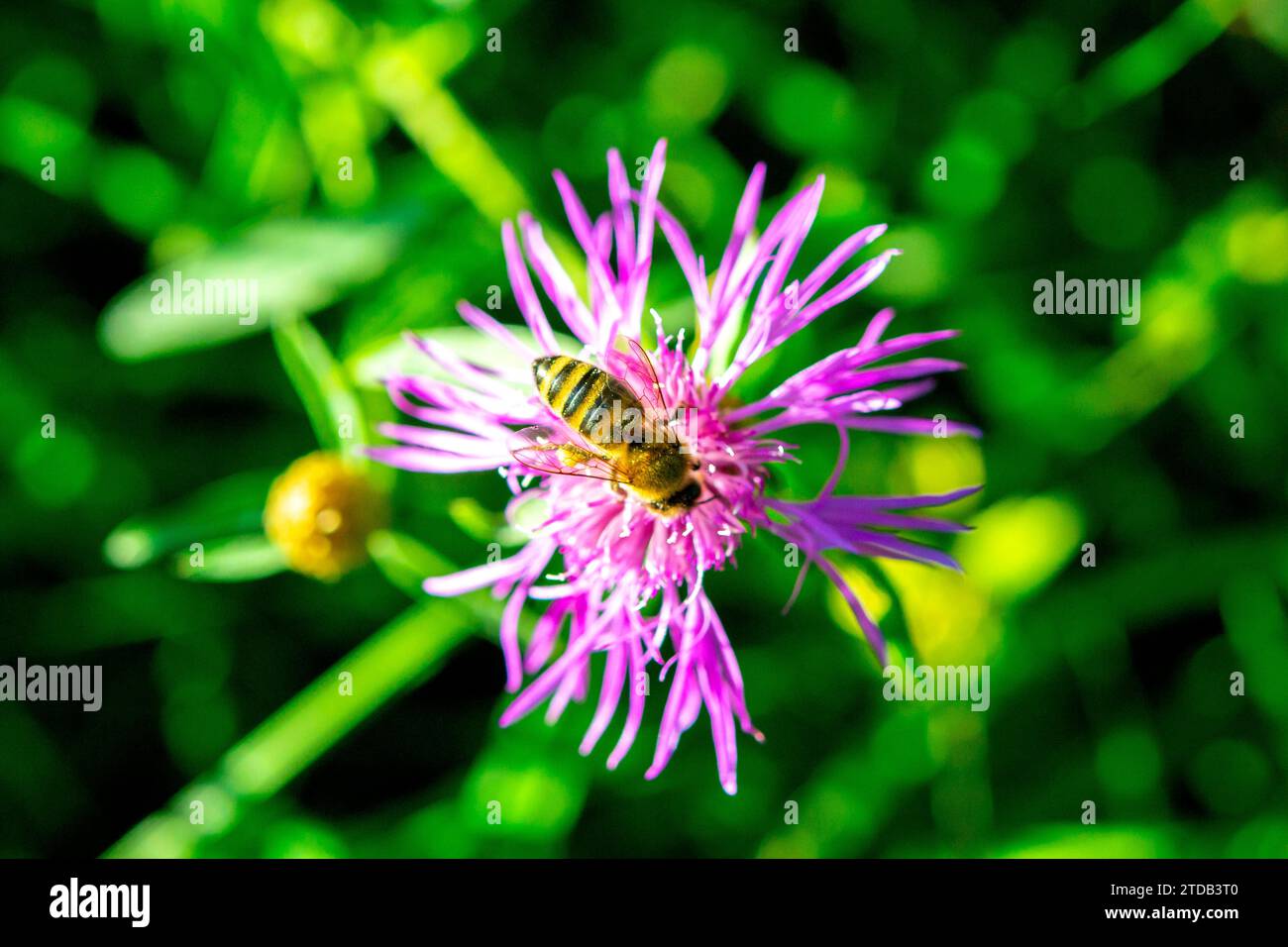 Beautiful blooming purple violet flower with thin petals and bee on ...