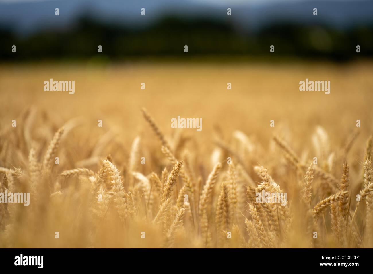 beautiful farming landscape of wheat fields and crops growing Stock ...