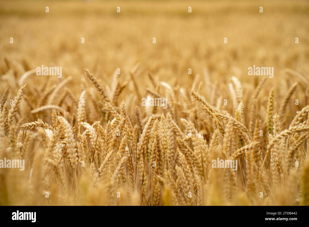 Crop rows of wheat and barley plants showing Agriculture growth and ...