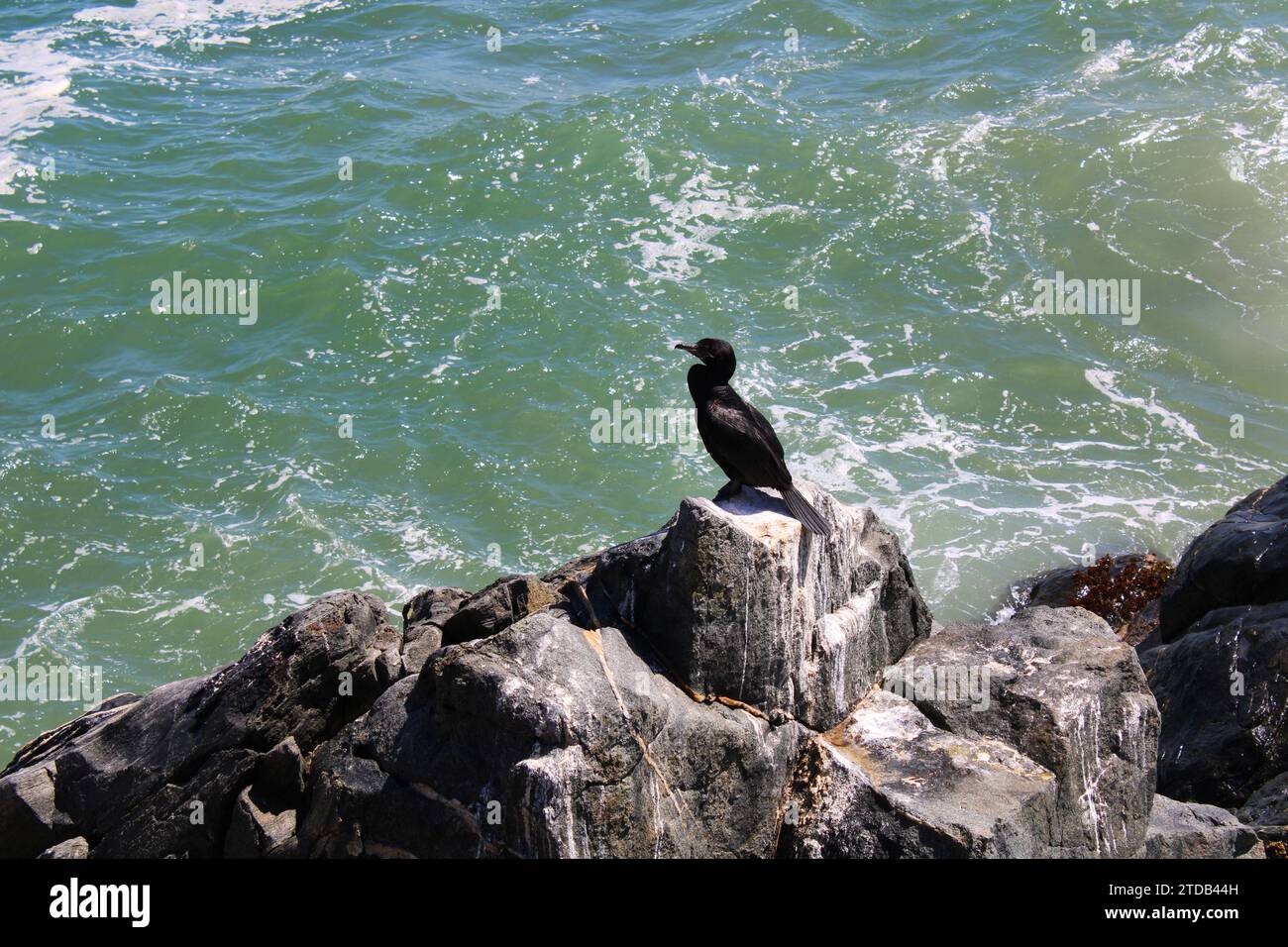 Black water bird on rocky shore Stock Photo - Alamy