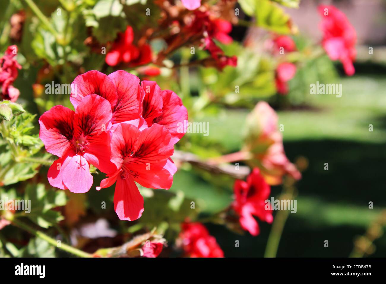Beautiful pink geraniums hi-res stock photography and images - Alamy