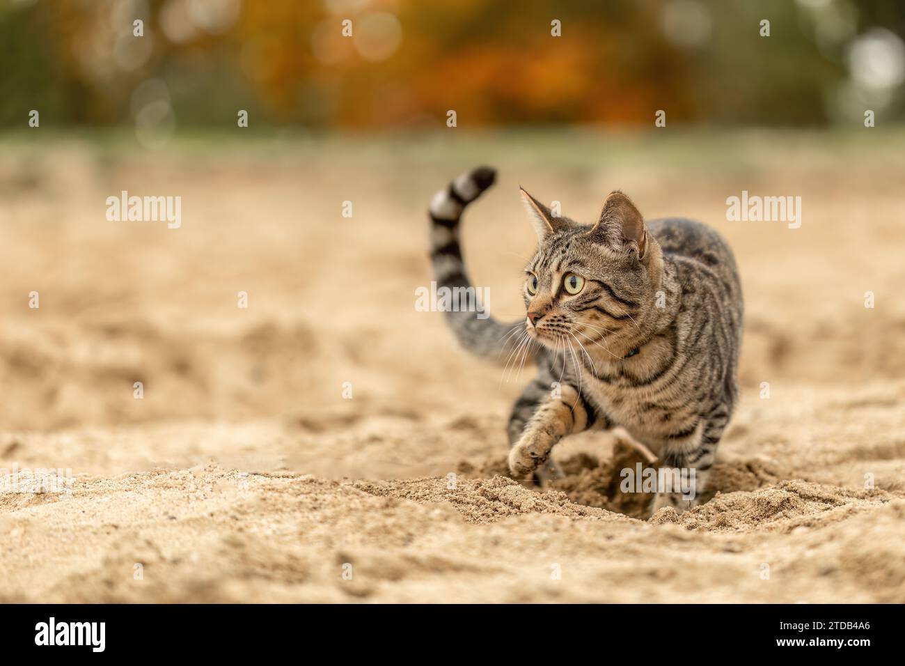A young grey striped cat exploring the sand of a beach in autumn ...