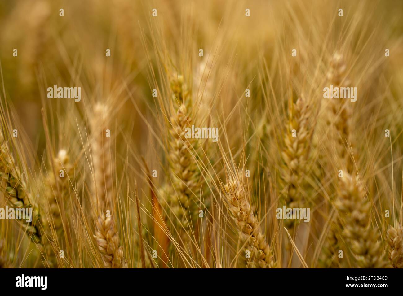 beautiful farming landscape of wheat fields and crops growing Stock ...