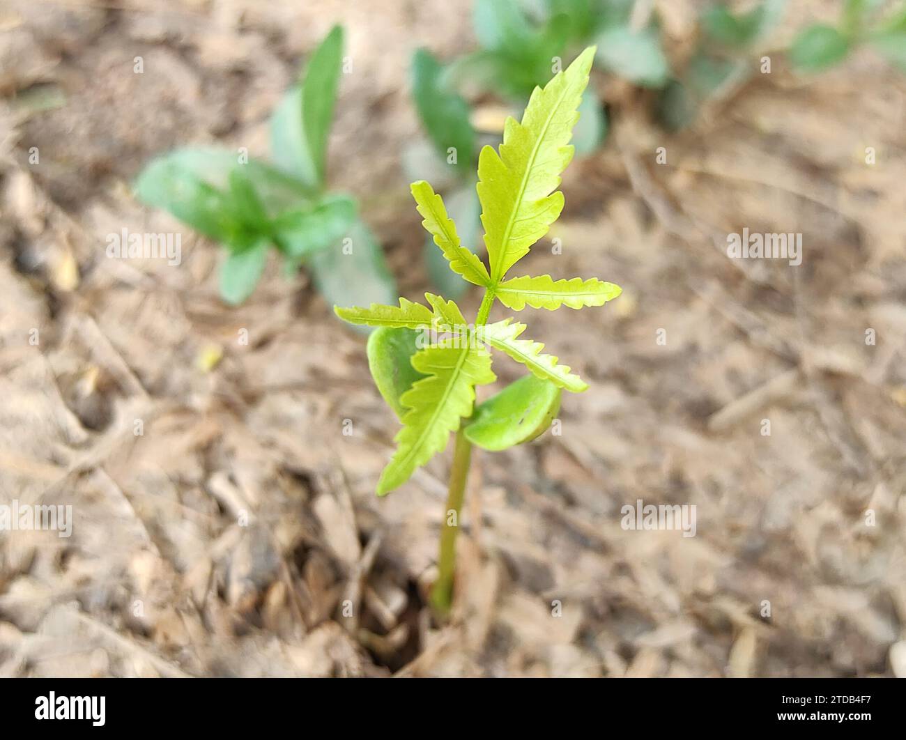 A Neem Tree Plant Young Leaves Growing In Fm Stock Photo - Alamy