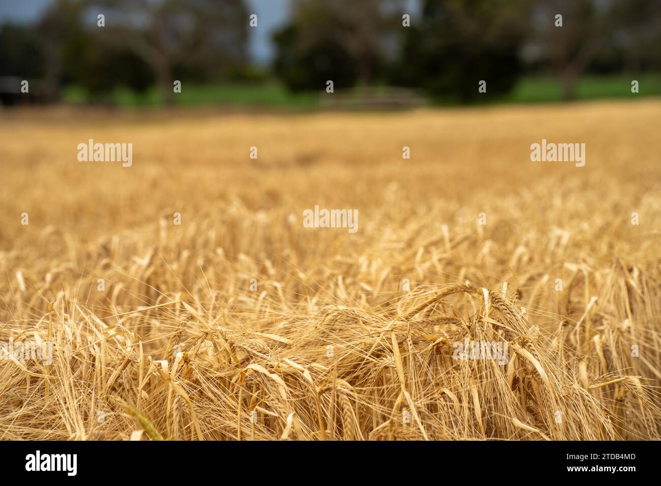 wheat grain crop in a field in a farm growing in rows. growing a crop ...