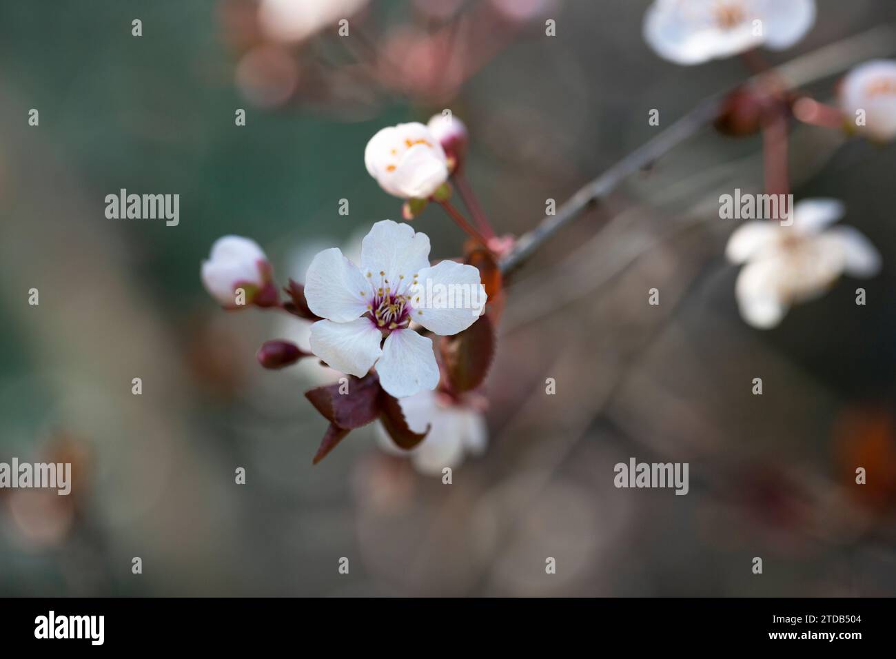 Branches of flowering sand cherry tree covered in white blossoms Stock ...