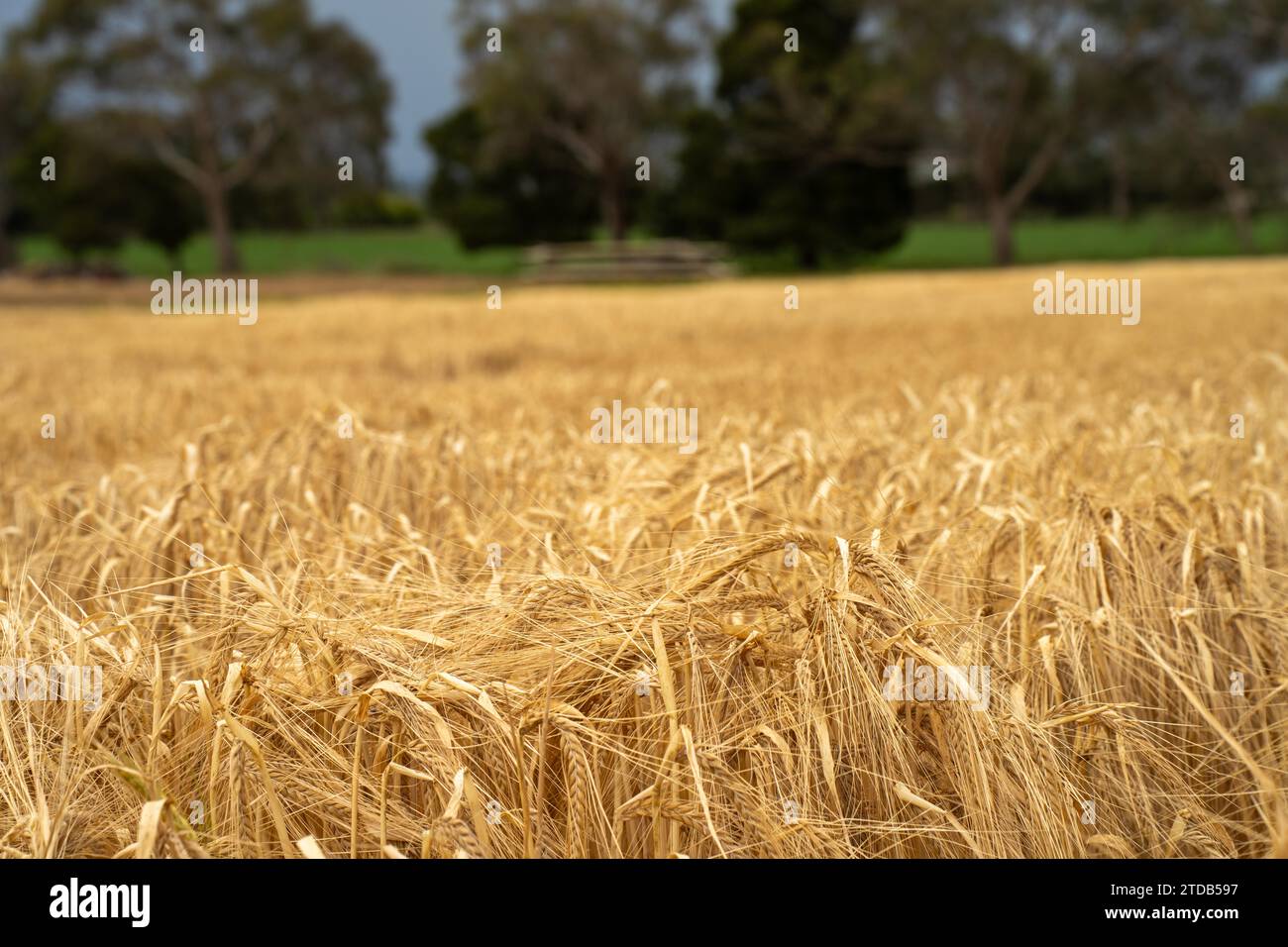 beautiful farming landscape of wheat fields and crops growing Stock ...