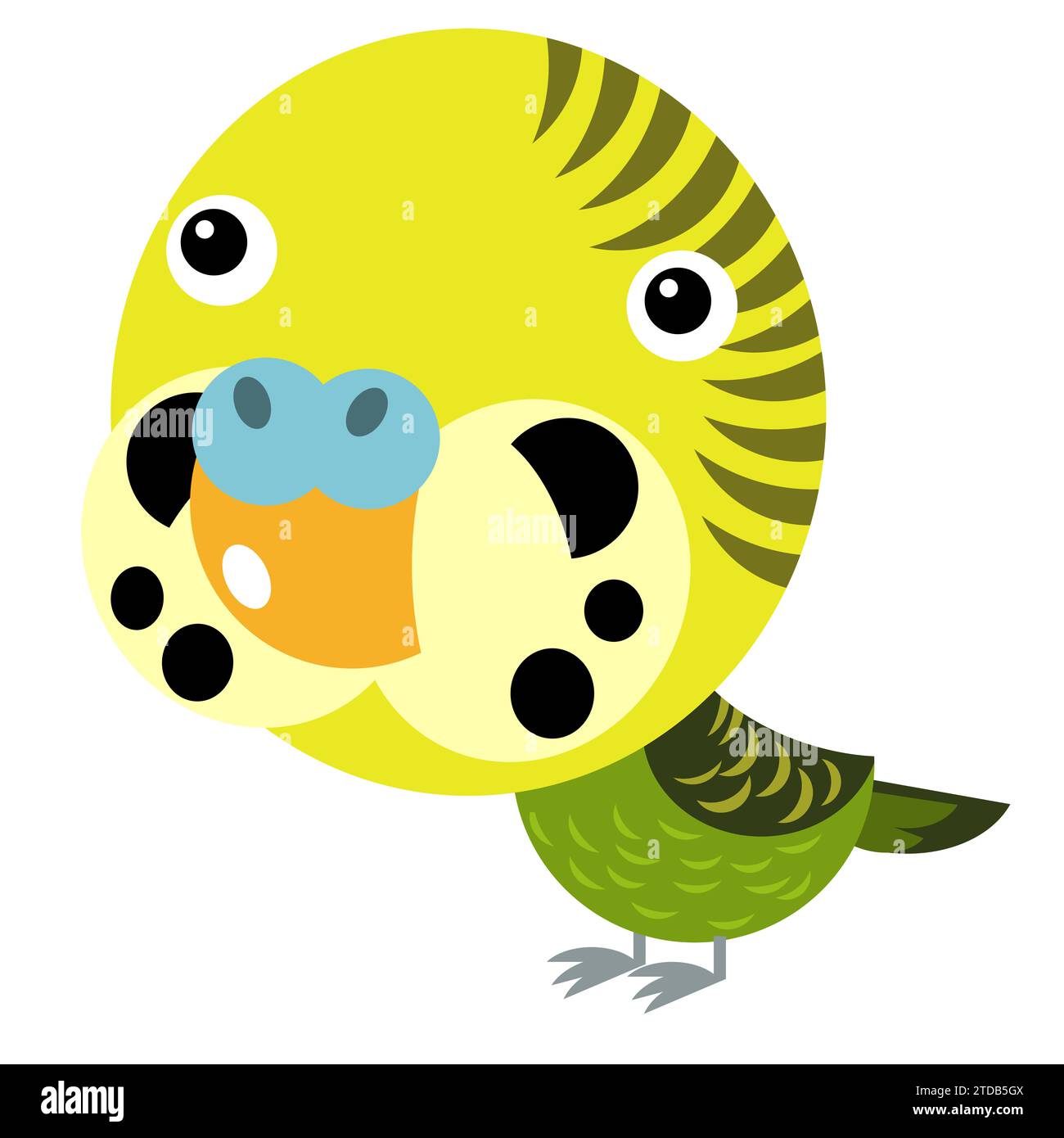 Cartoon australian animal bird parrot on white background illustration ...