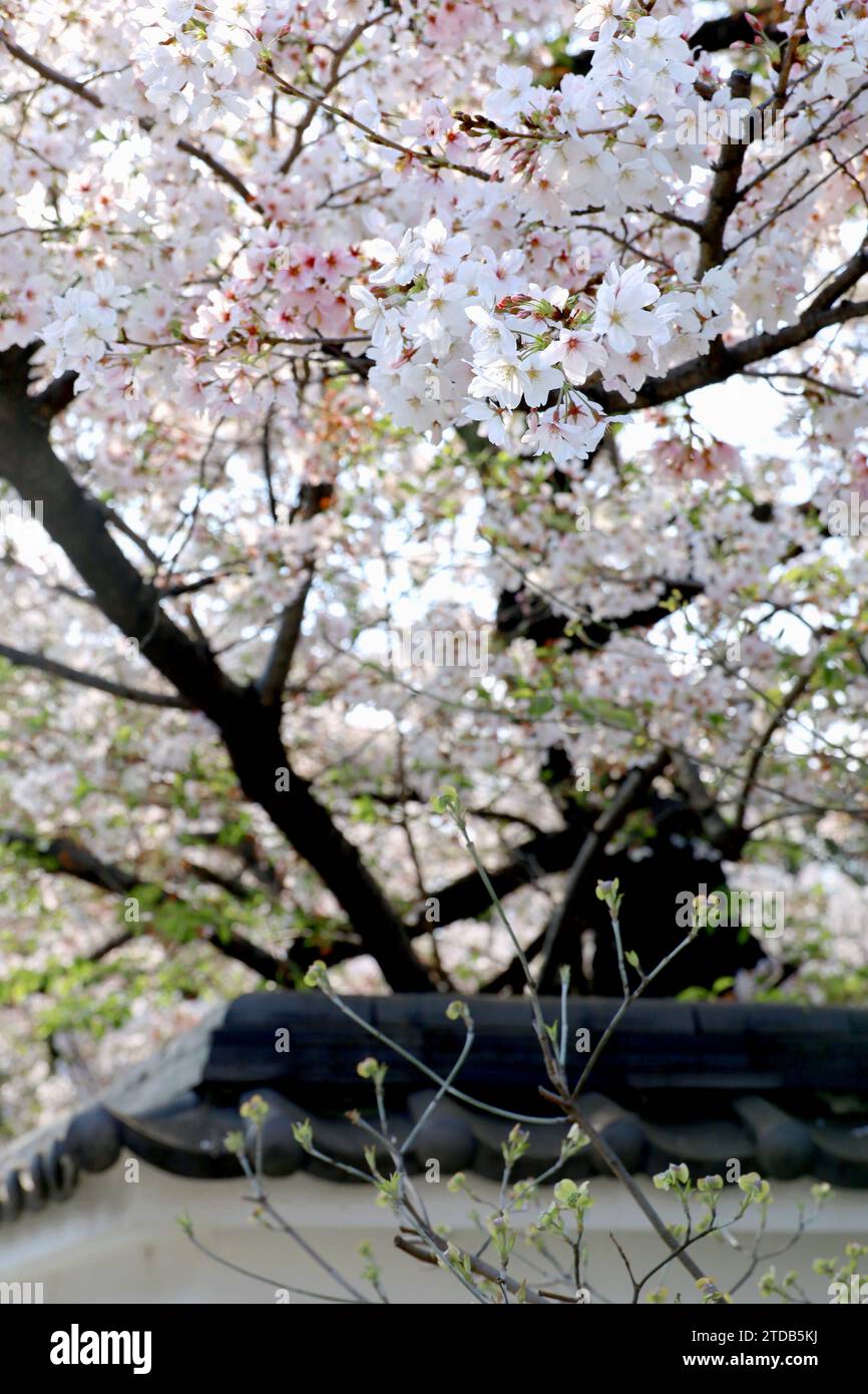 Spring scenery of Japan with cherry blossoms blooming Stock Photo - Alamy