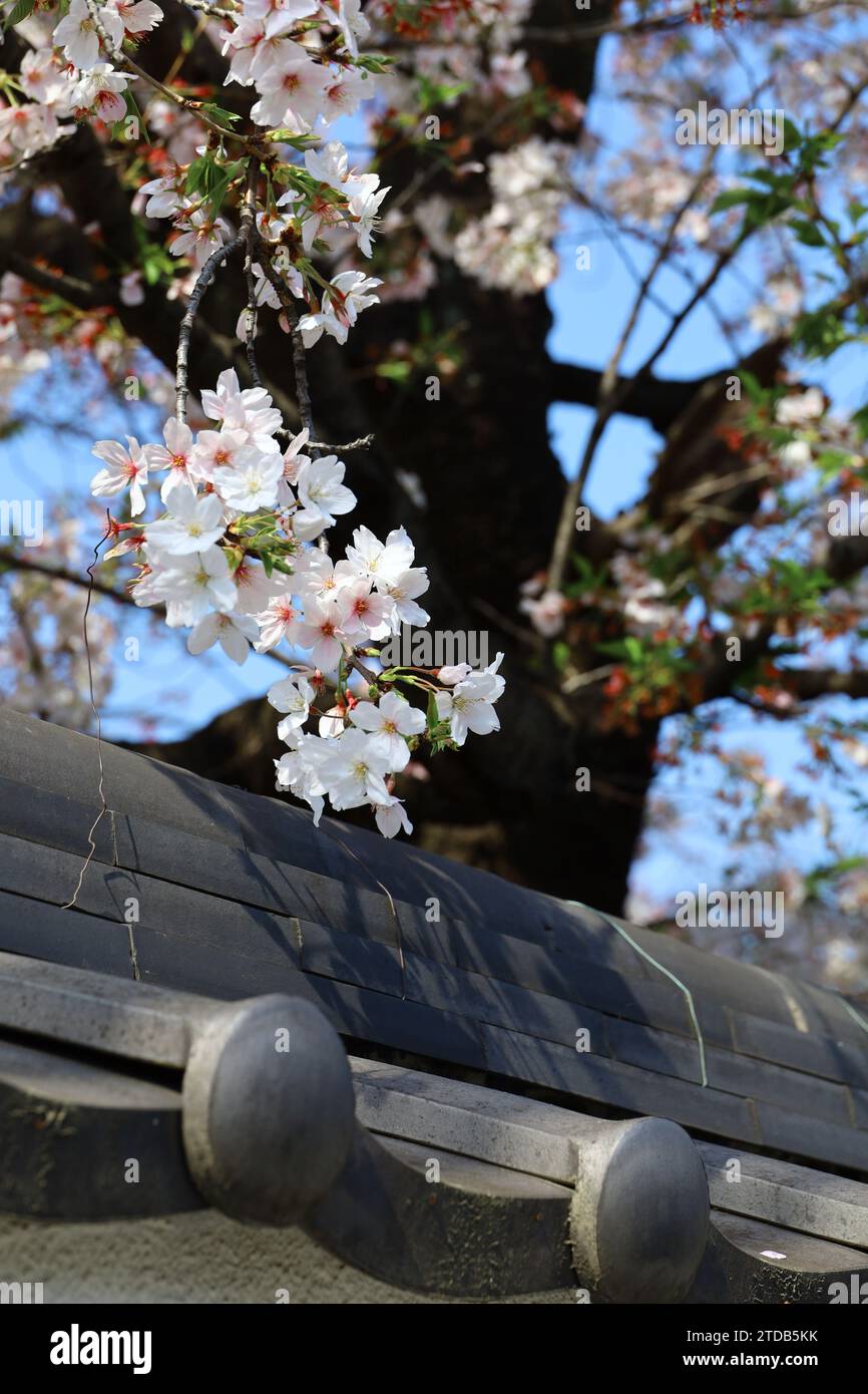 Spring scenery of Japan with cherry blossoms blooming Stock Photo - Alamy