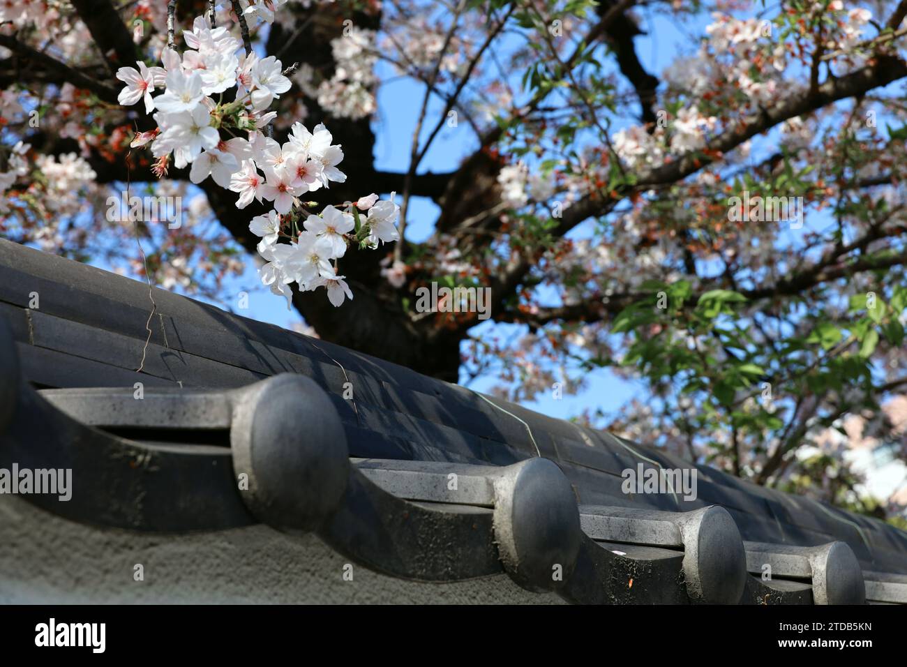 Spring scenery of Japan with cherry blossoms blooming Stock Photo - Alamy
