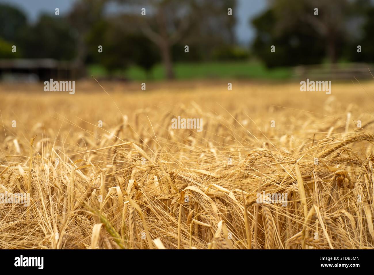 wheat grain crop in a field in a farm growing in rows. growing a crop ...