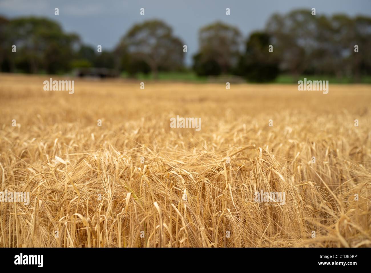 wheat grain crop in a field in a farm growing in rows. growing a crop ...