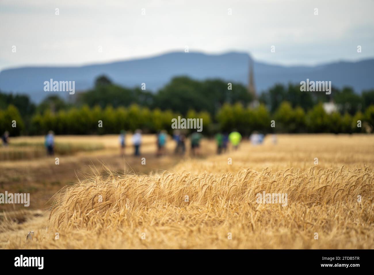 agricultural students in a field learning about crop farming Stock ...