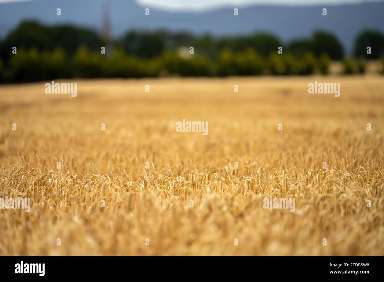wheat grain crop in a field in a farm growing in rows. growing a crop ...