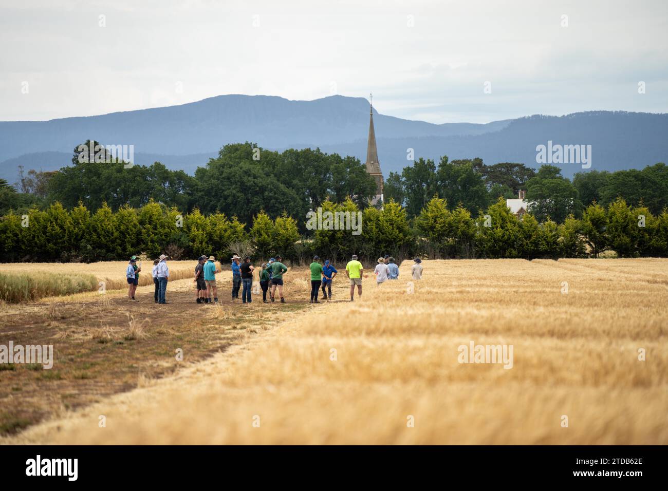 group of growers in a field at a field day learning about wheat crops ...