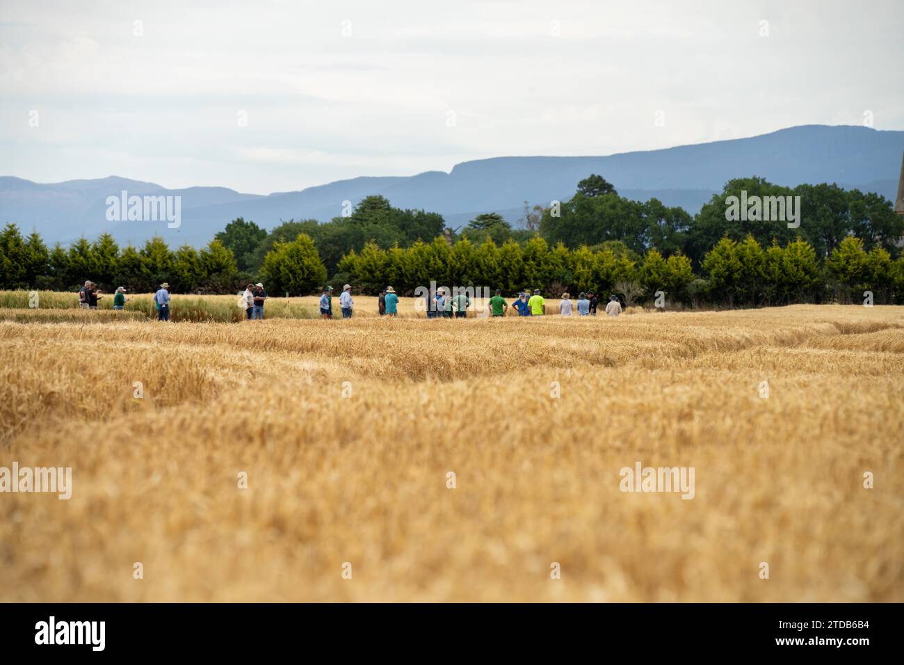 Farming group of farmers learning about crop health and farmers mental ...