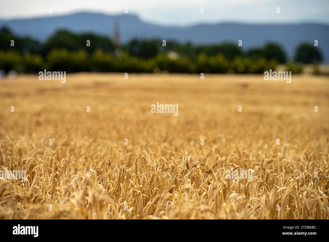 beautiful farming landscape of wheat fields and crops growing Stock ...