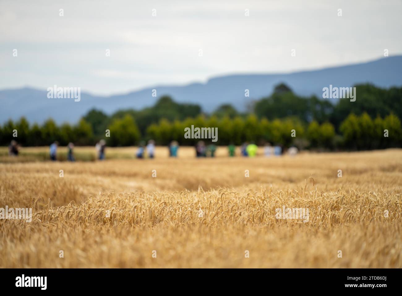 agricultural field day with a group of farmer growing wheat and barley ...