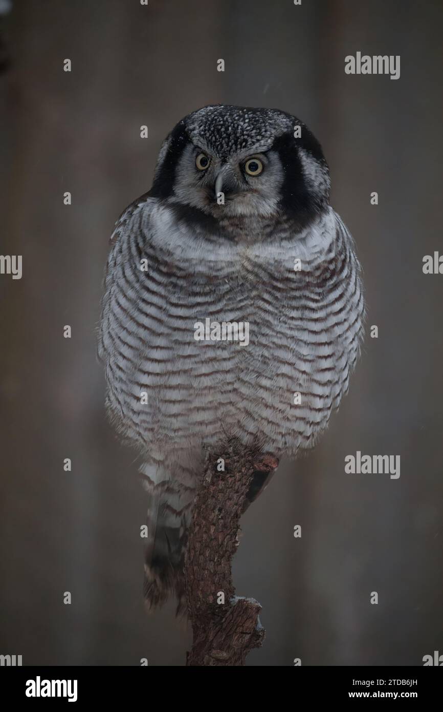 Northern hawk-owl (Surnia ulula Stock Photo - Alamy