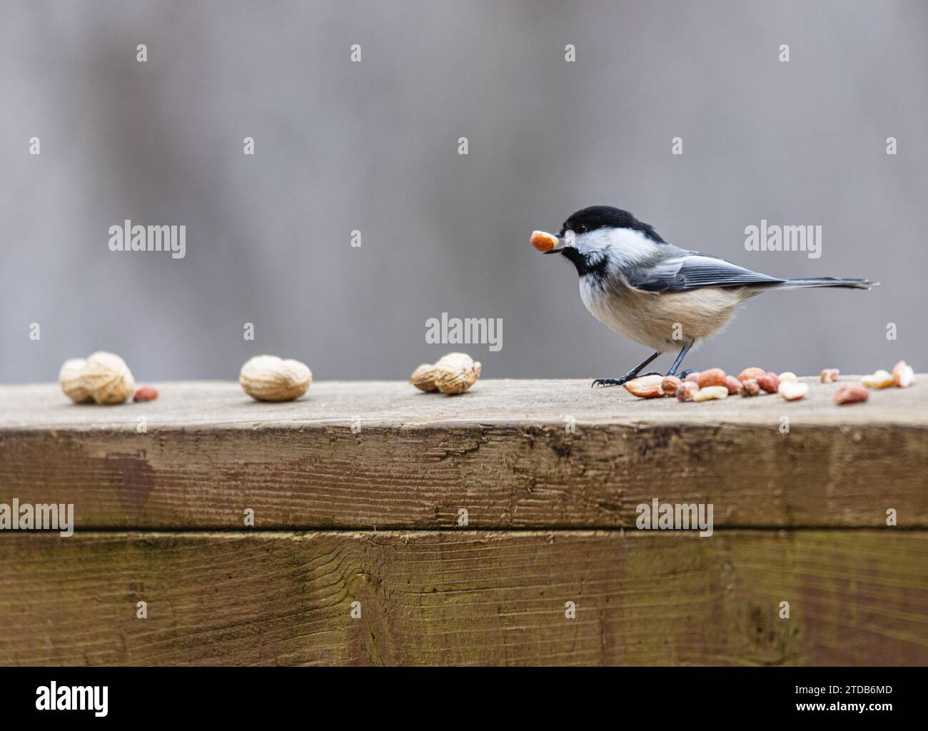 Black=capped chickadee eating shelled peanuts from a wooden deck ...