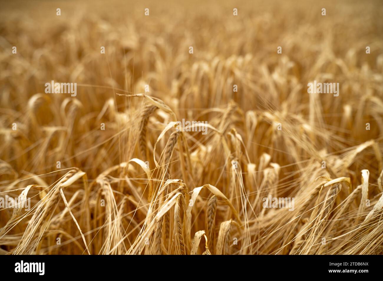 beautiful farming landscape of wheat fields and crops growing Stock ...