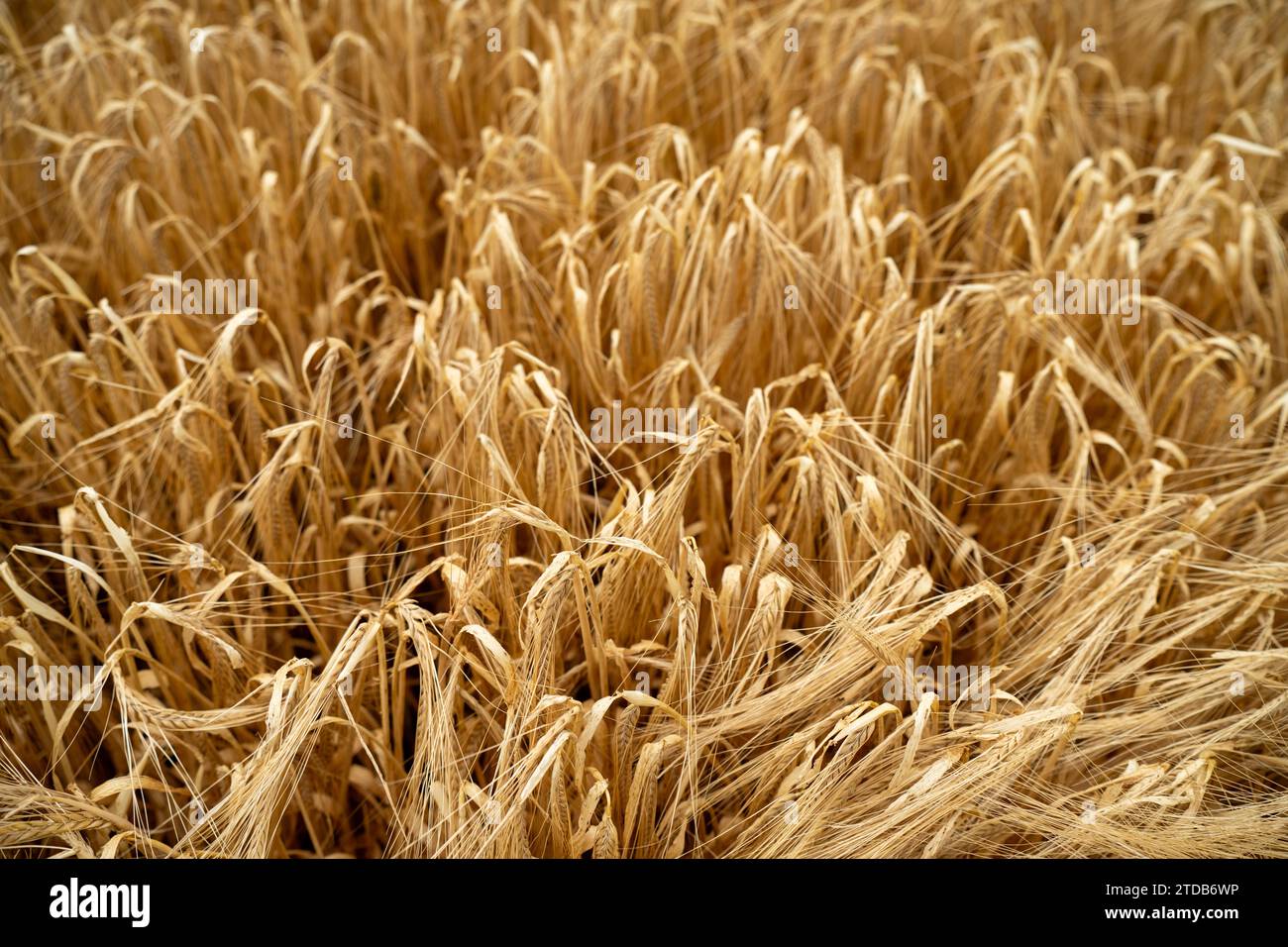 wheat grain crop in a field in a farm growing in rows. growing a crop ...