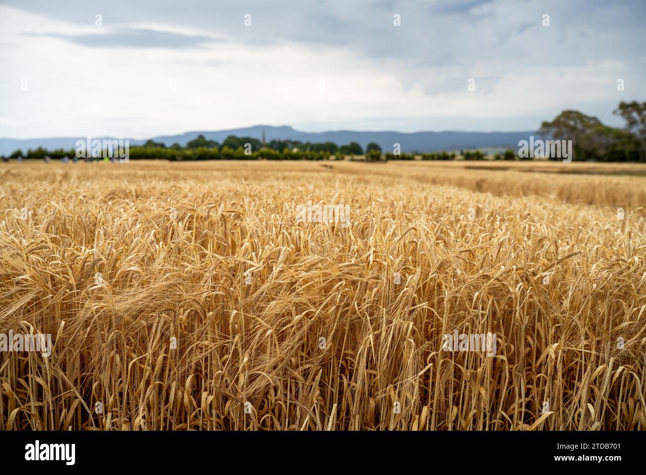 Australian wheat grains hi-res stock photography and images - Alamy