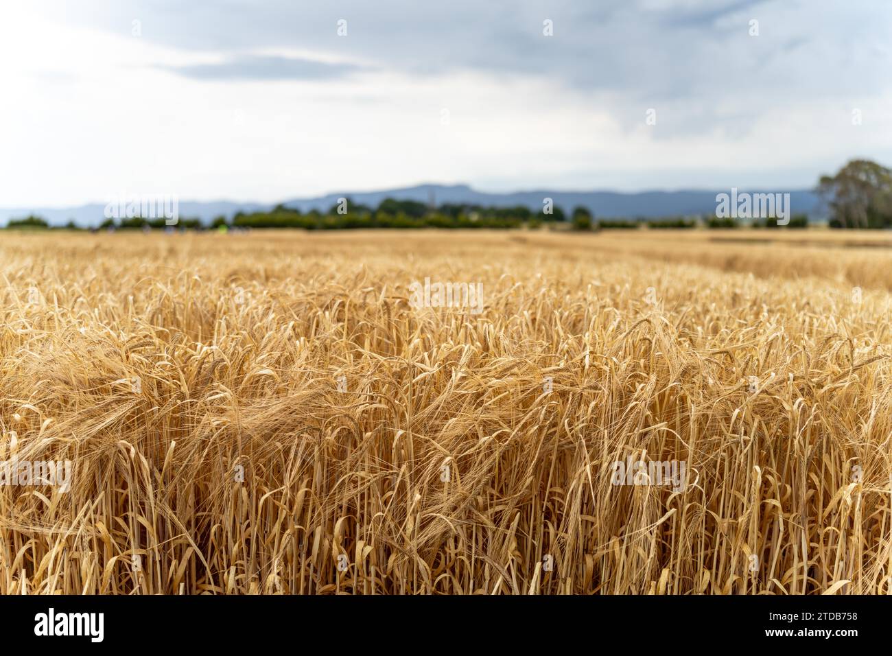 wheat grain crop in a field in a farm growing in rows. growing a crop ...