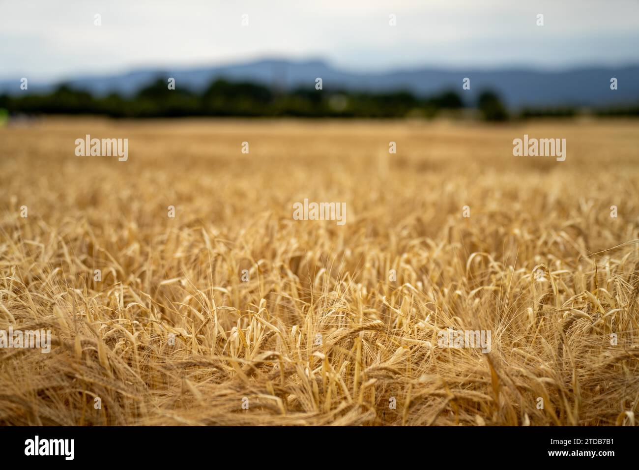 Australian wheat grains hi-res stock photography and images - Alamy