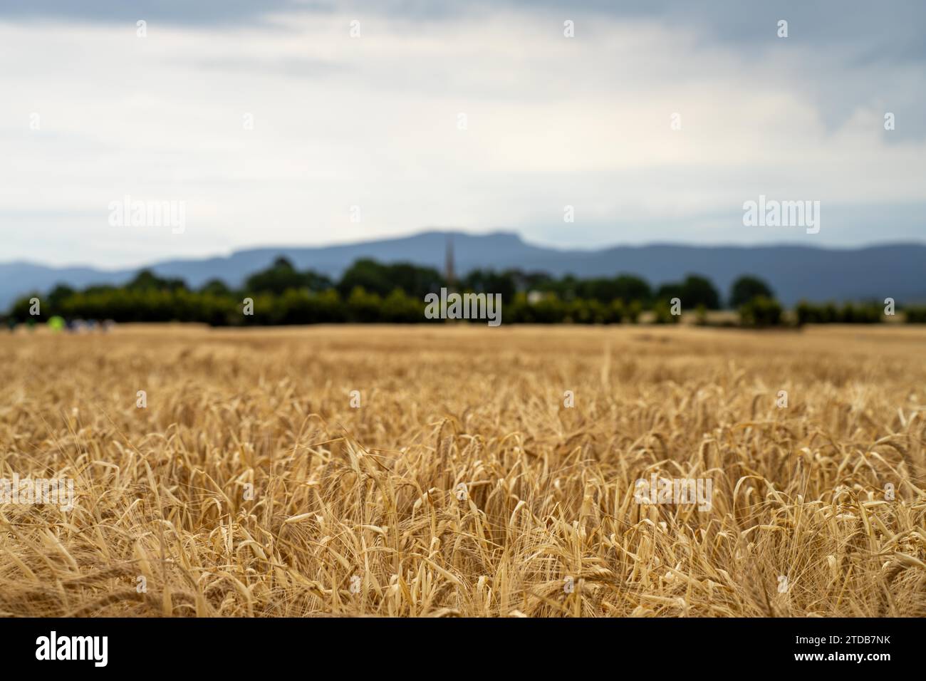 beautiful farming landscape of wheat fields and crops growing Stock ...