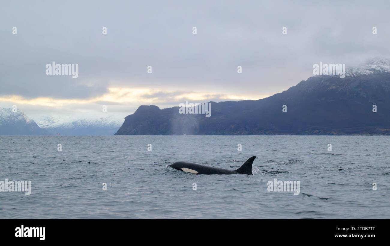 Hval tomso hi-res stock photography and images - Alamy