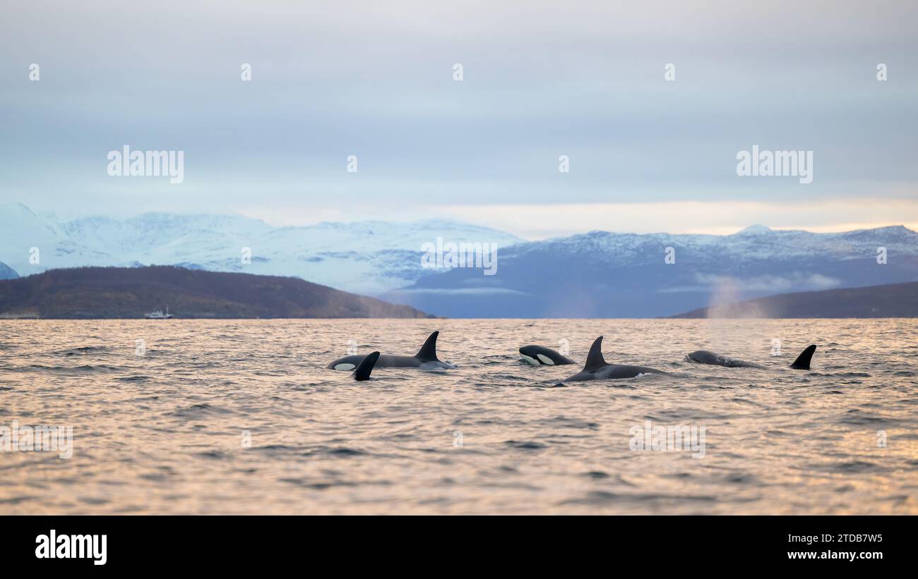 Orca killer whale (Orcinus orca) spotted at whale watching outside ...