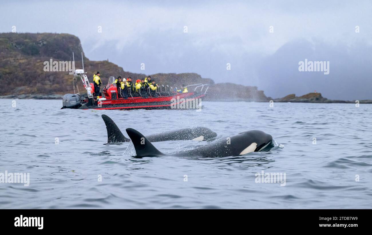 Hval tomso hi-res stock photography and images - Alamy